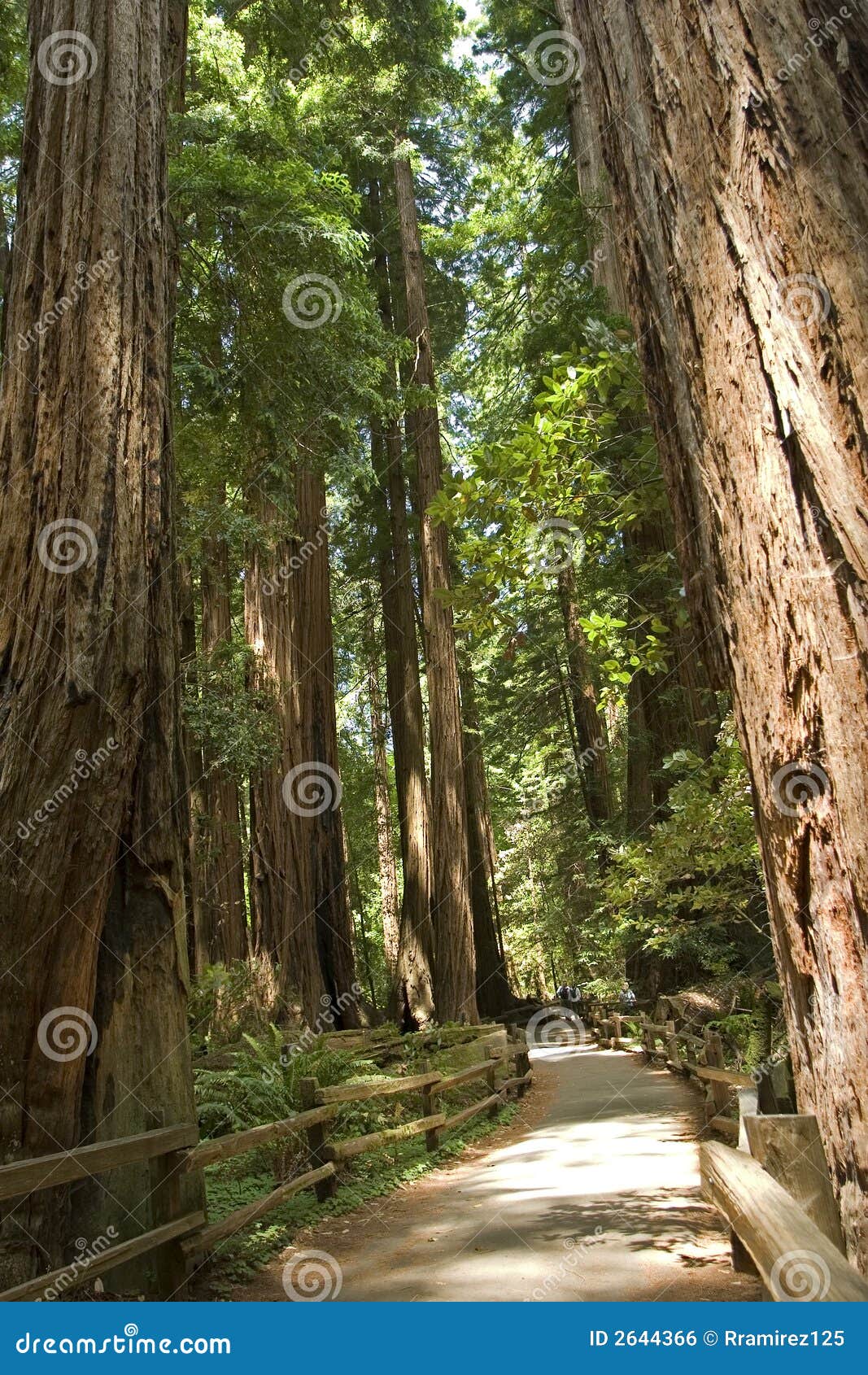 Muir Woods National Park stock photo. Image of outdoors - 2644366