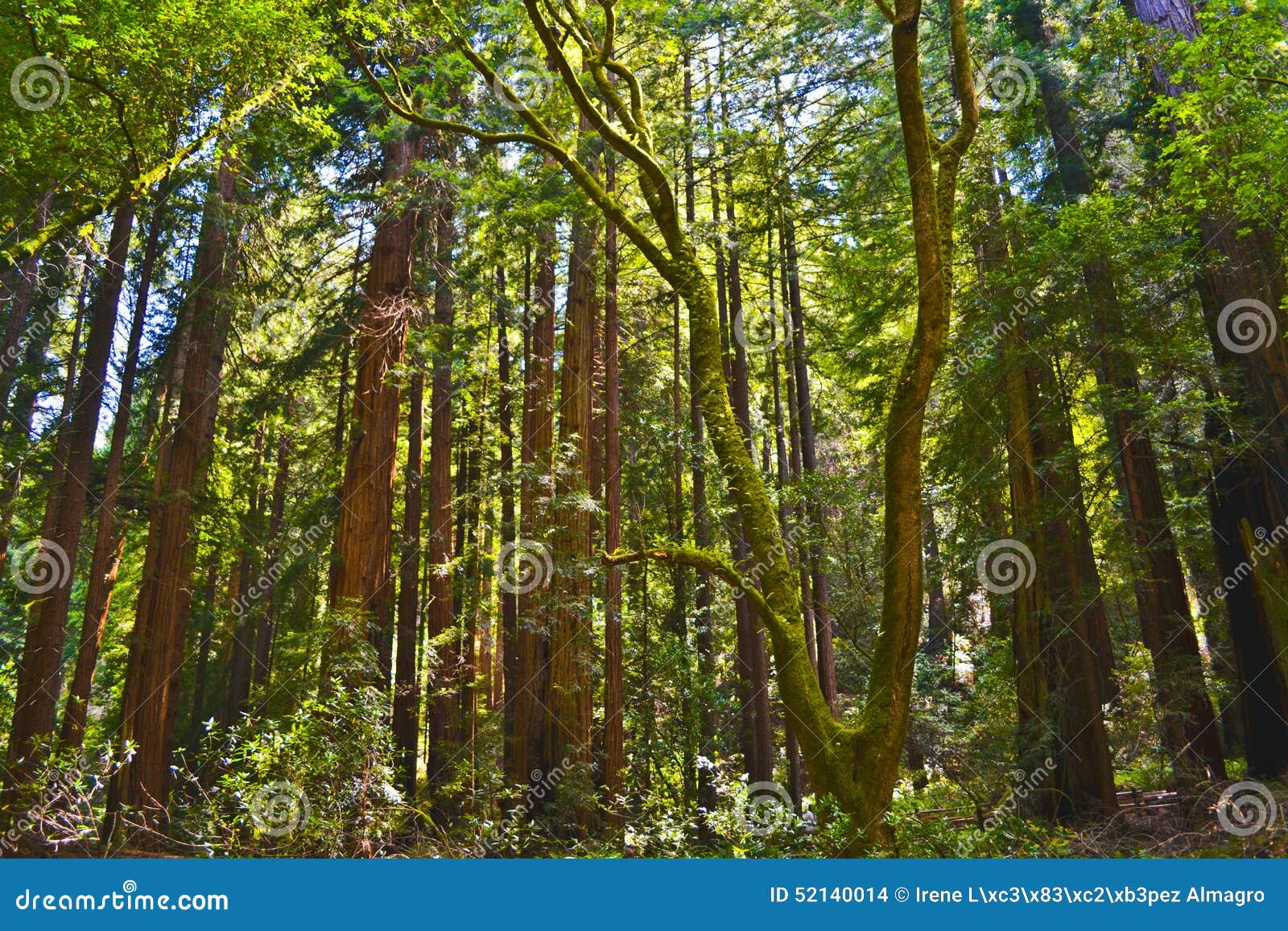 Muir Woods Park, California Stock Photo - Image of park, nature: 52140014