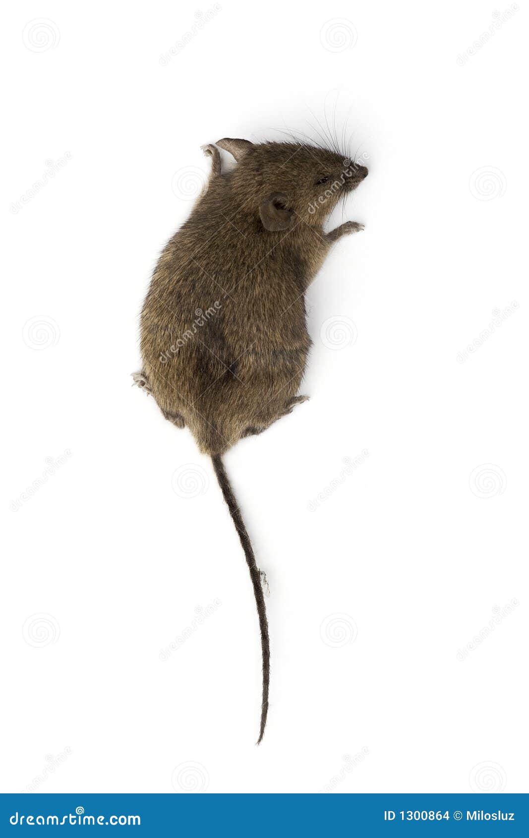 Muis stock foto. Image of geïsoleerd, dood, bruin, vergiftigd - 1300864