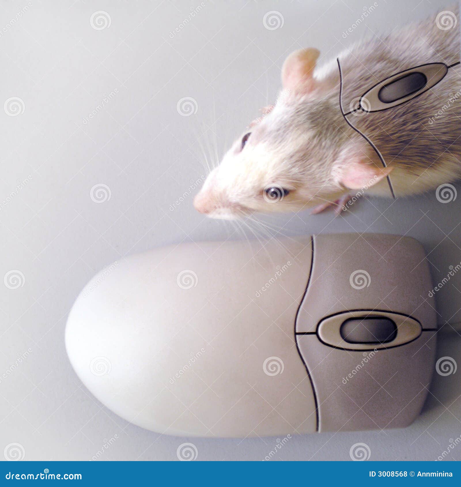 Muis stock foto. Image of grappig, grijs, hulpmiddelen - 3008568