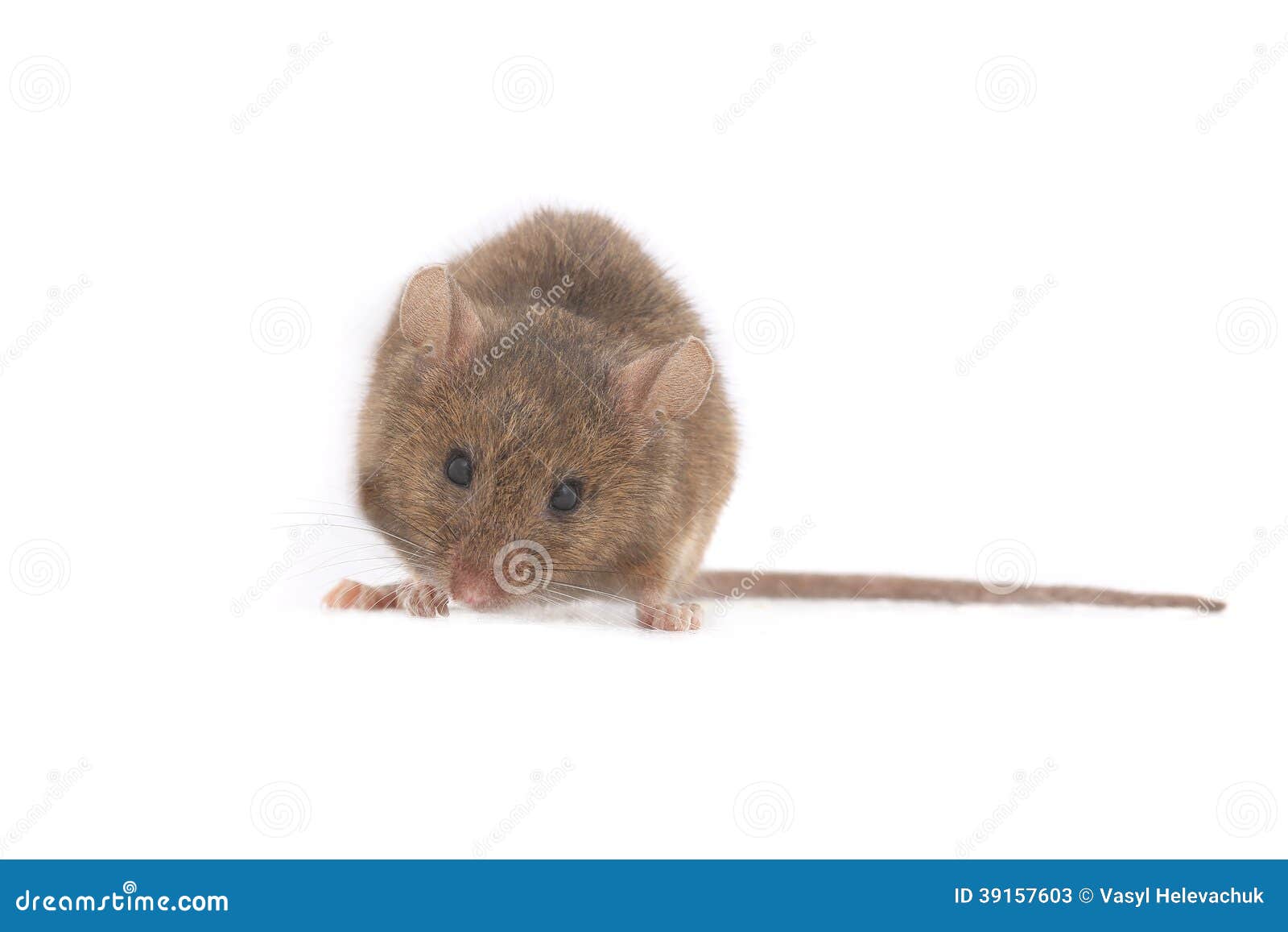 Muis stock afbeelding. Image of tribune, ongedierte, piepklein - 39157603