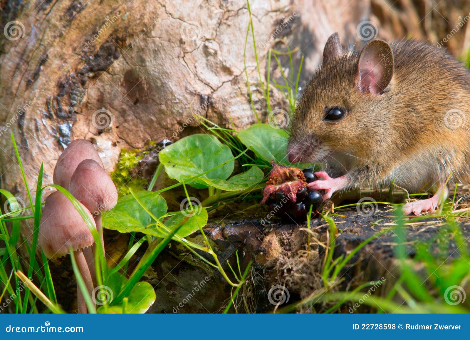 Muis die framboos eet stock foto. Image of ogen, lang - 22728598