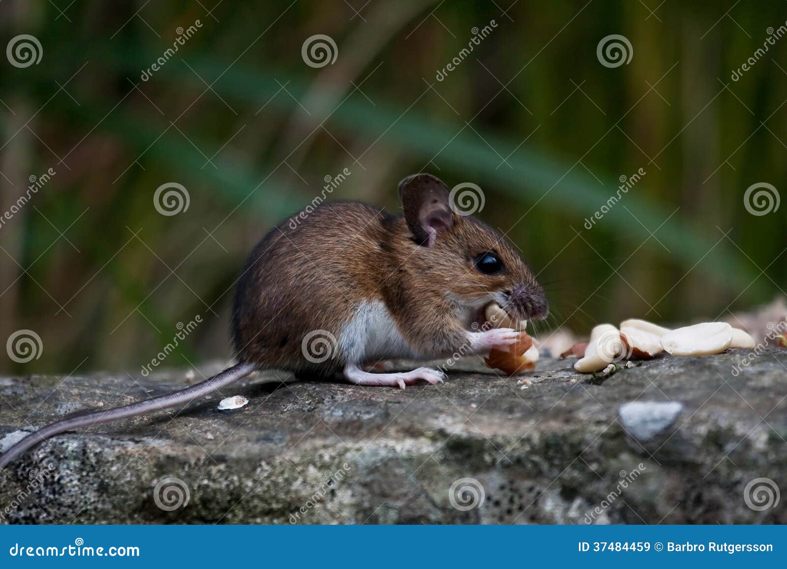 Muis die pinda's eten stock afbeelding. Image of wild - 37484459