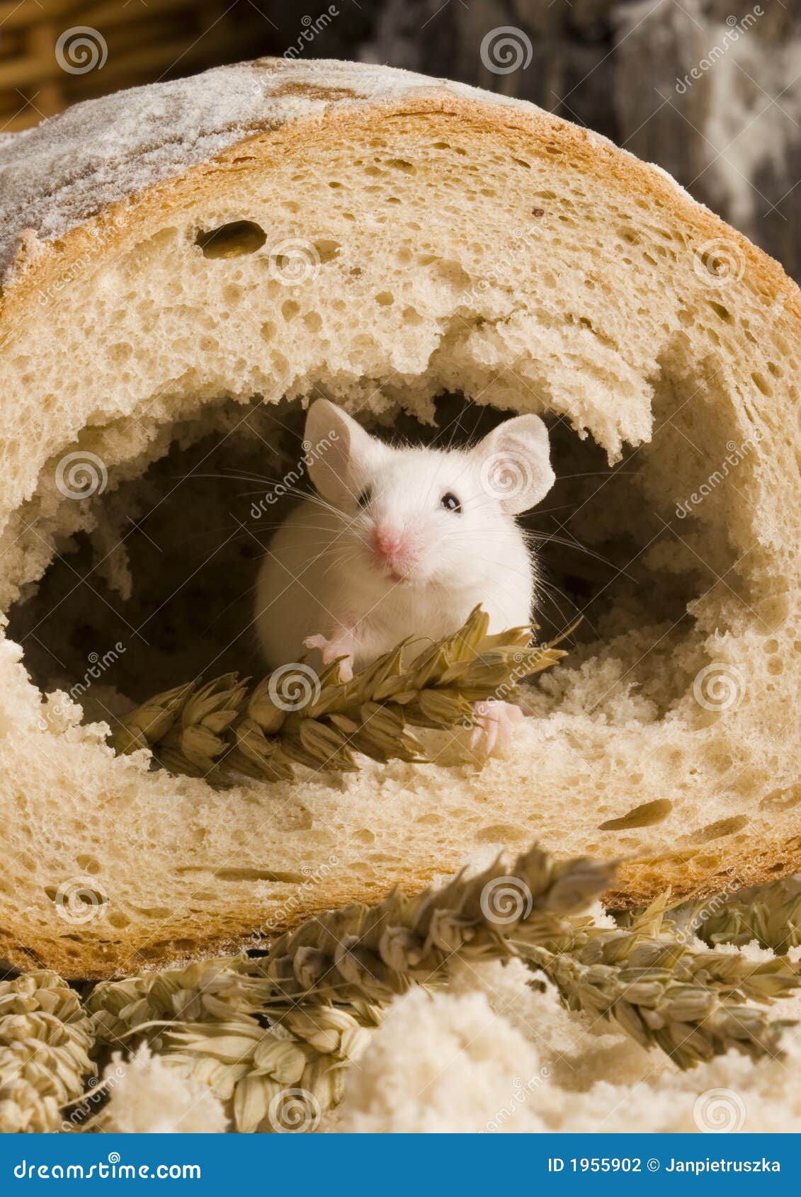 Muis in een brood stock foto. Image of voedsel, oogst - 1955902