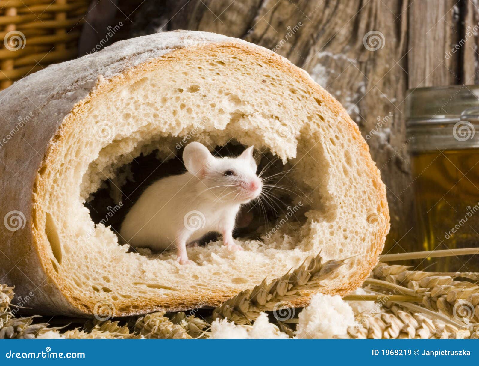 Muis in een brood stock afbeelding. Image of droog, gezondheid - 1968219