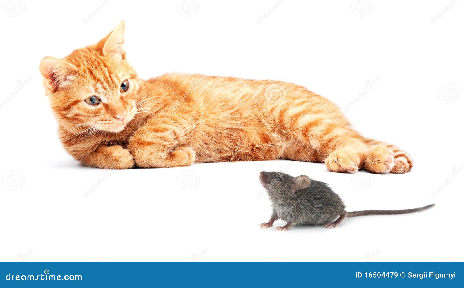 Muis en kat stock afbeelding. Image of katachtig, schoonheid - 16504479