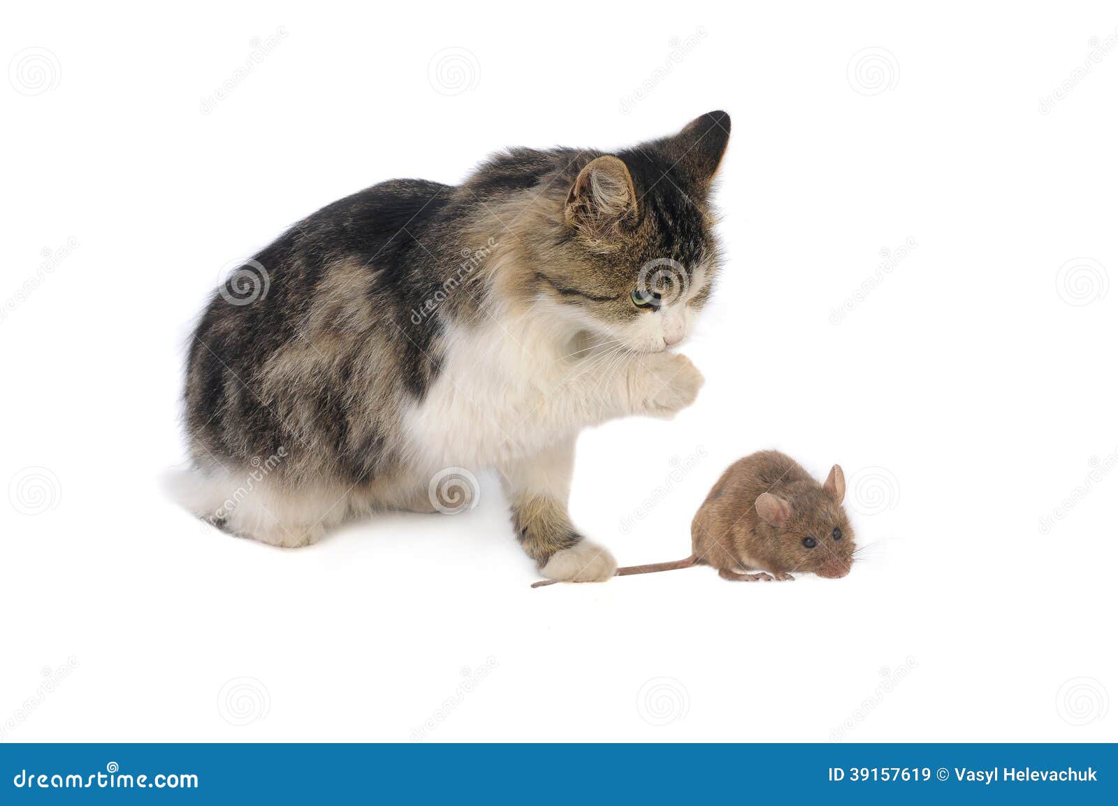 Muis en kat stock afbeelding. Image of poot, muis, geïsoleerd - 39157619