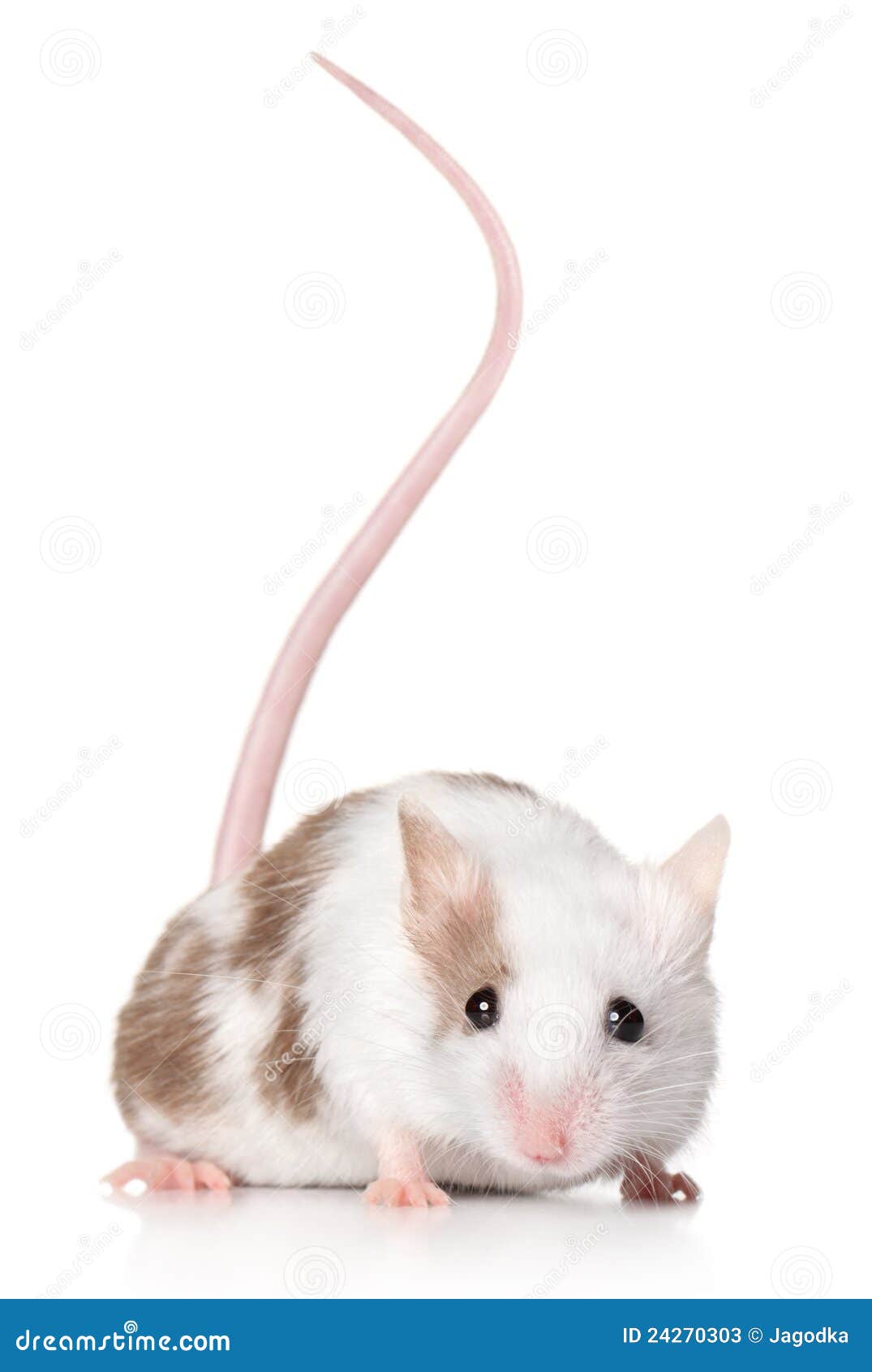 Muis met een lange staart stock afbeelding. Image of kruis - 24270303
