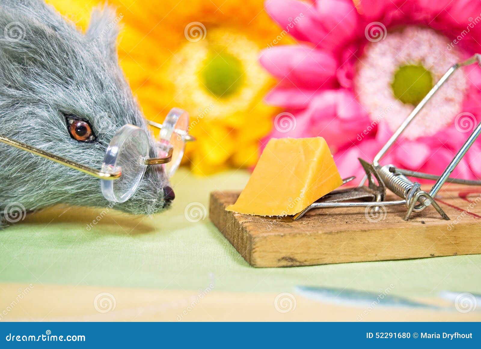 Muis met kaas in val stock foto. Image of schouwspel - 52291680