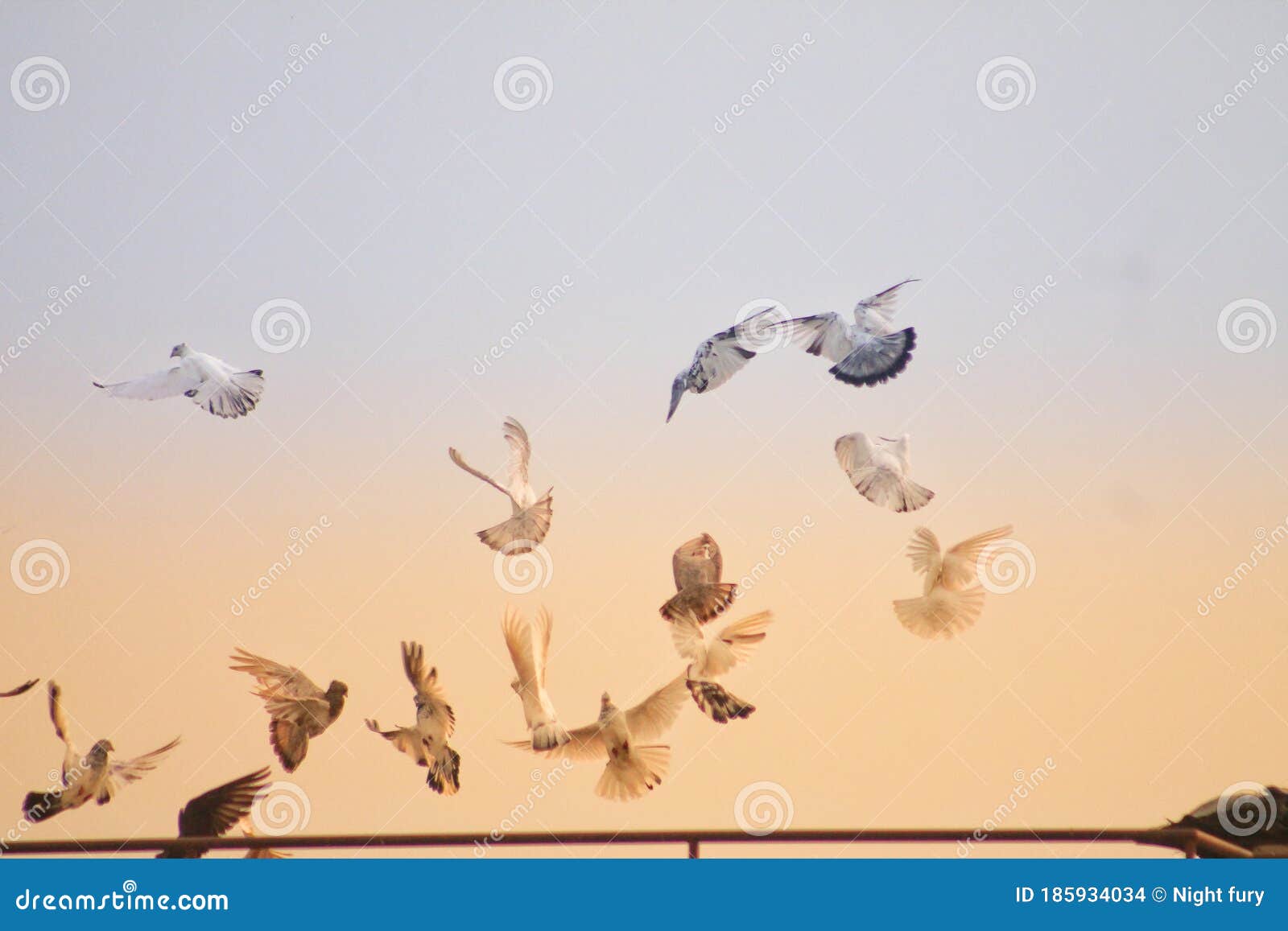 Muitas aves voando foto de stock. Imagem de marinheiro - 185934034