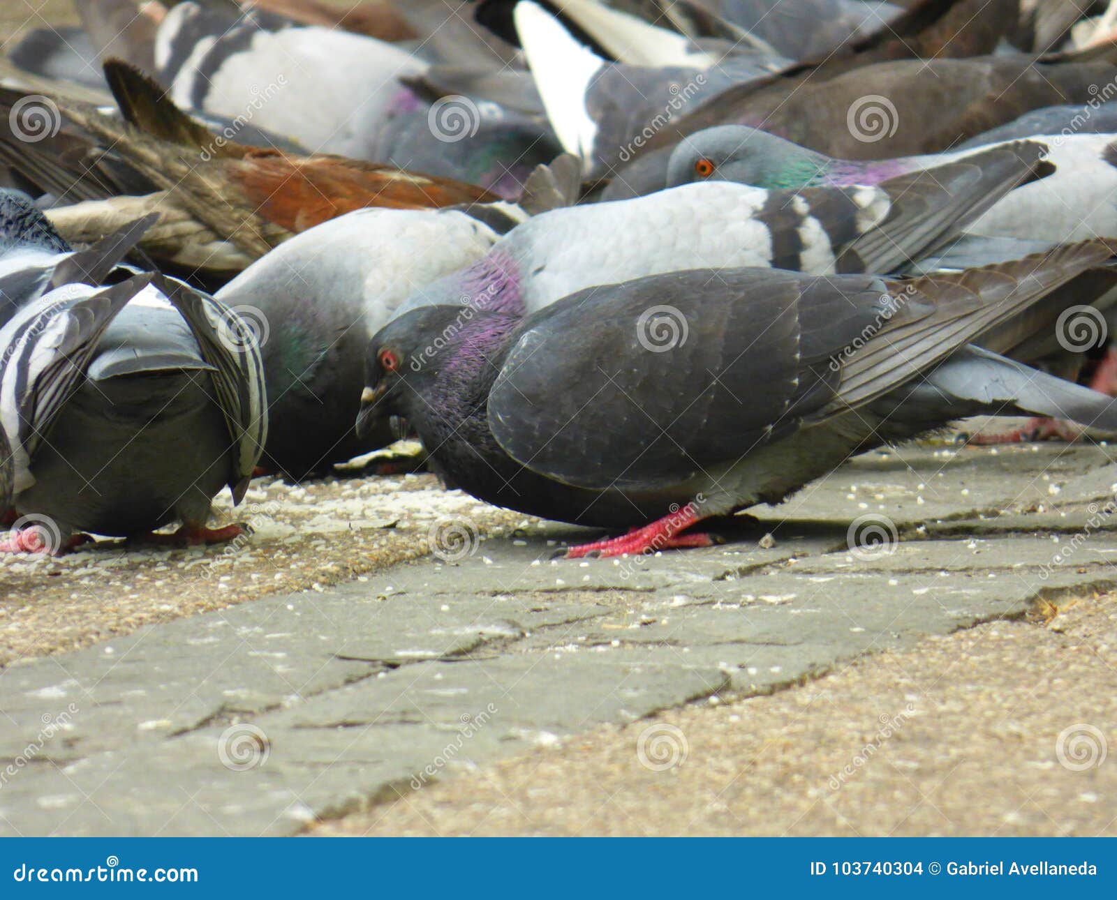 Muitos Pombos Que Comem Na Rua Foto de Stock - Imagem de permanecer ...