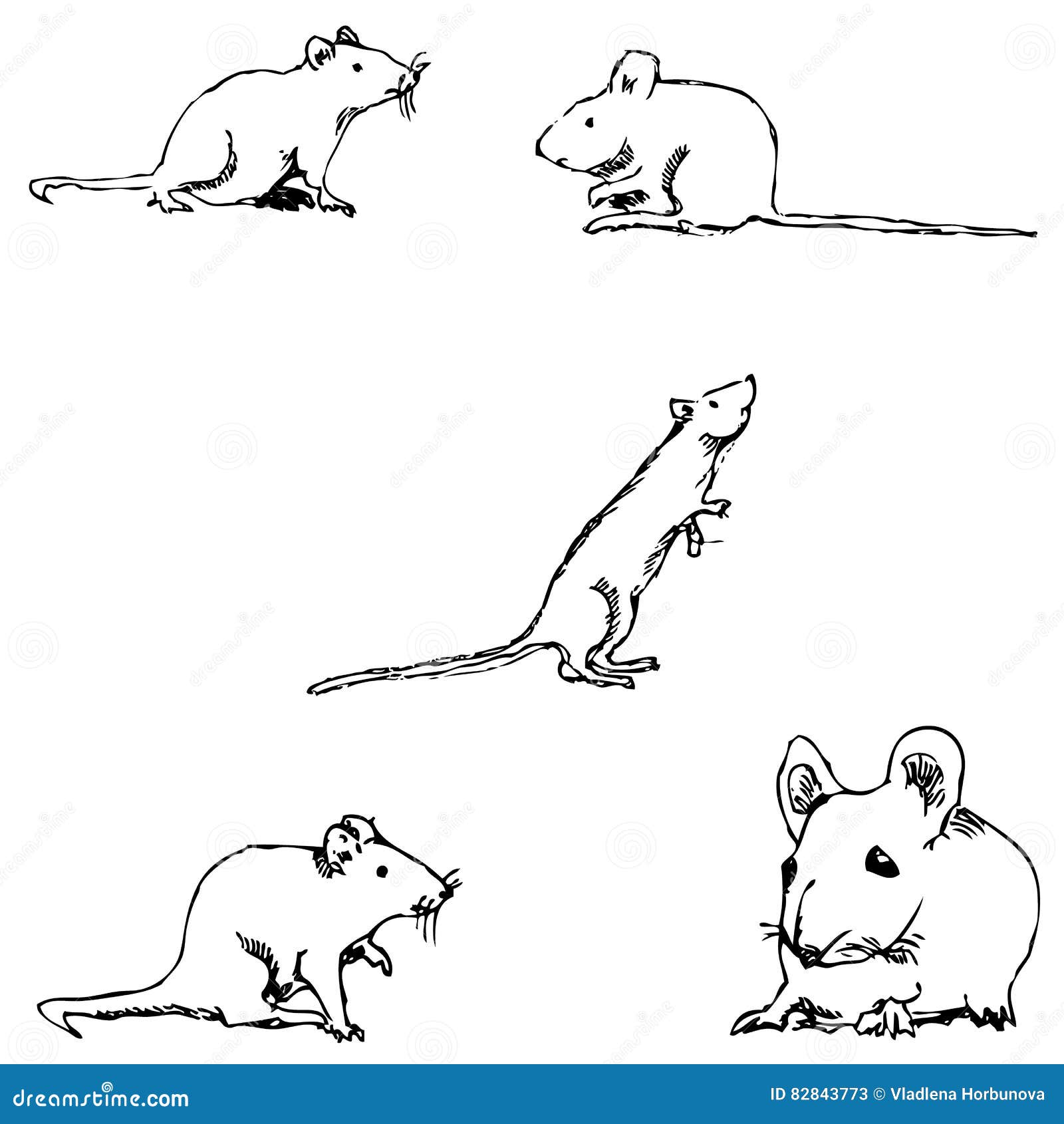 Muizen Een Schets Met De Hand De Tekening Van Het Potlood Vector ...