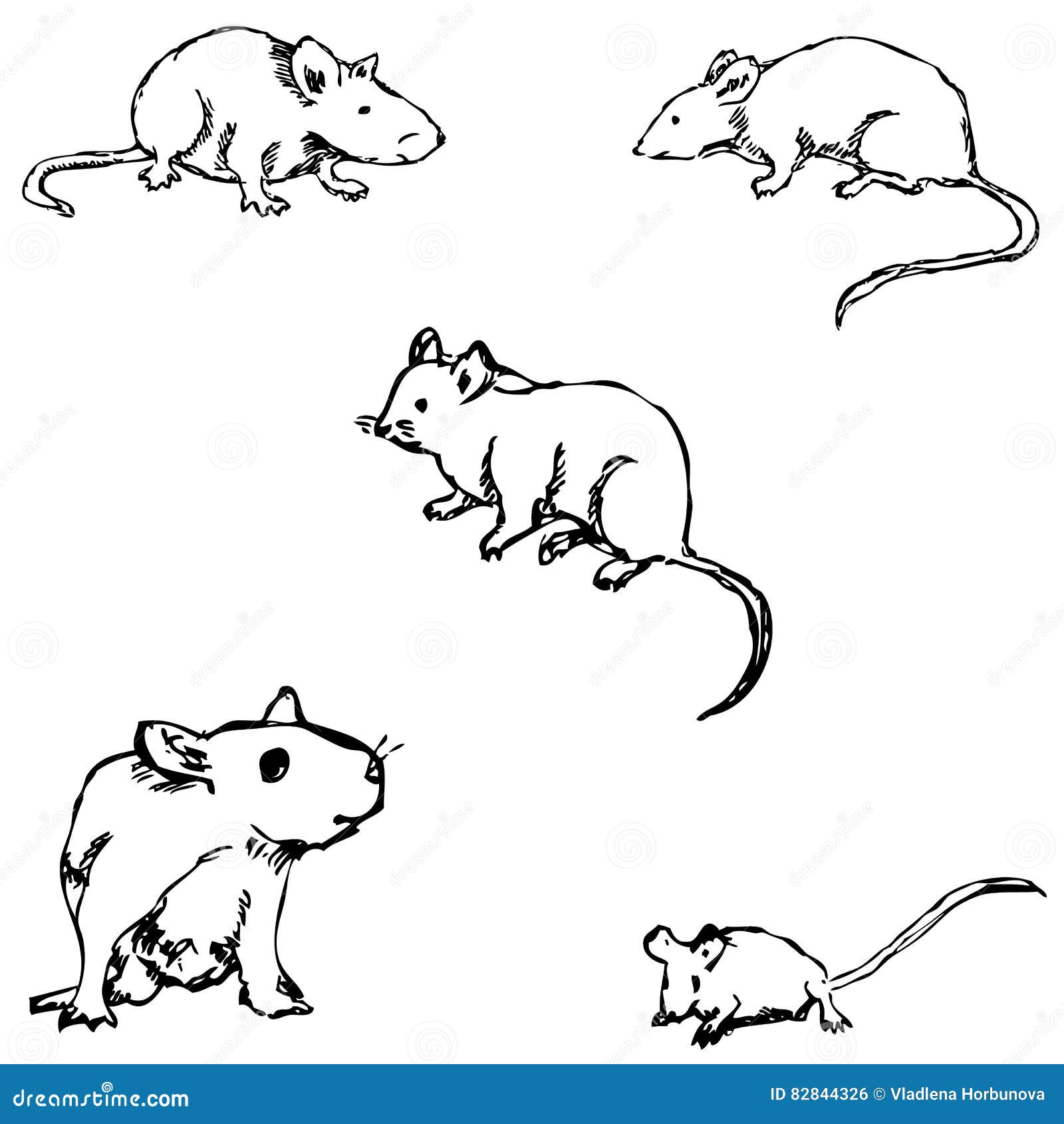 Muizen Een Schets Met De Hand De Tekening Van Het Potlood Vector ...