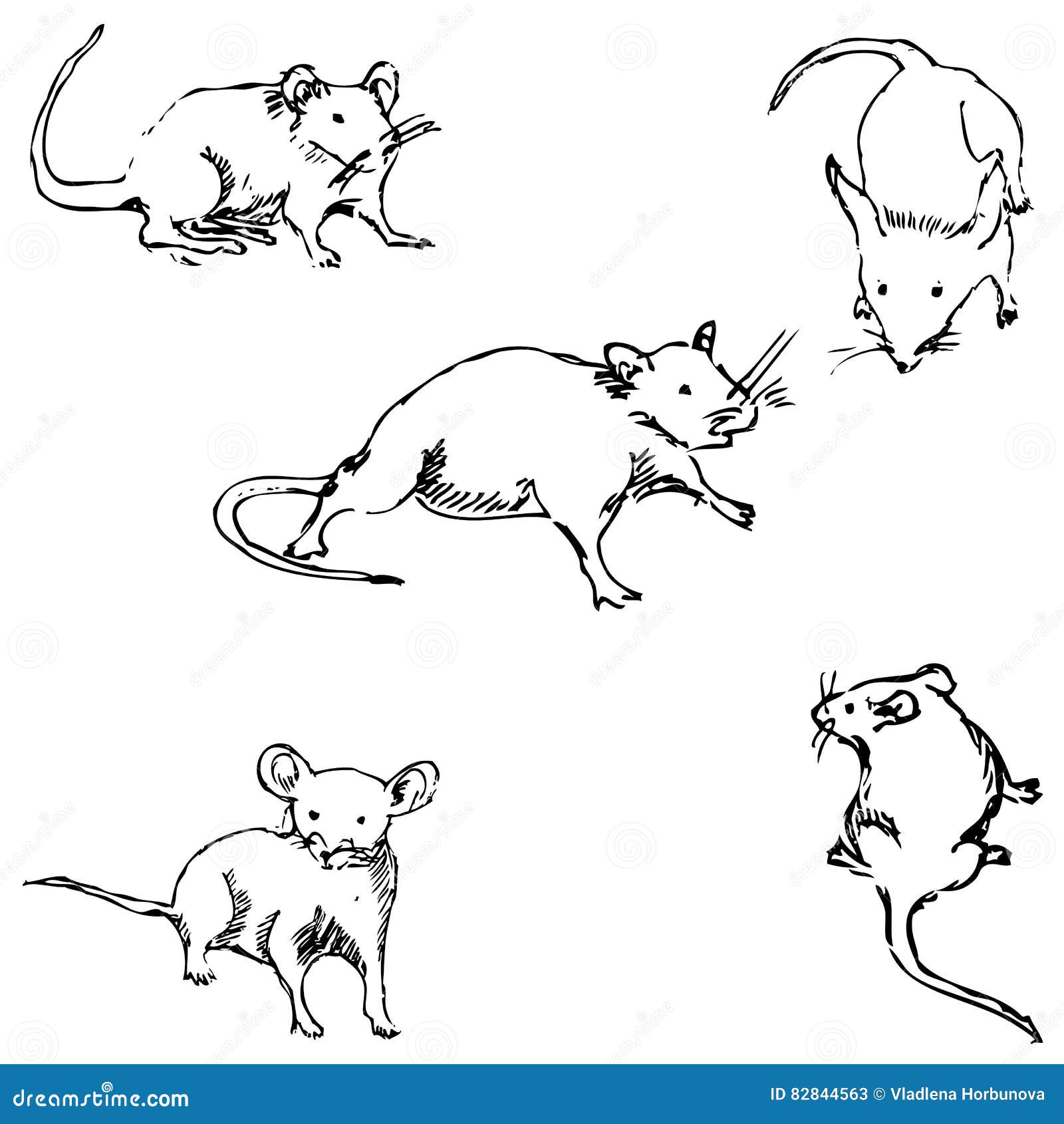 Muizen Een Schets Met De Hand De Tekening Van Het Potlood Vector ...