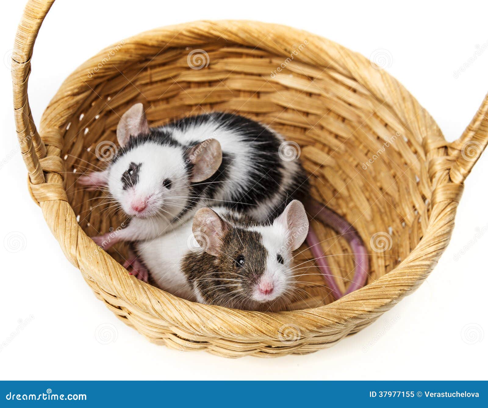 Muizen in mand stock afbeelding. Image of zoogdier, geïsoleerd - 37977155