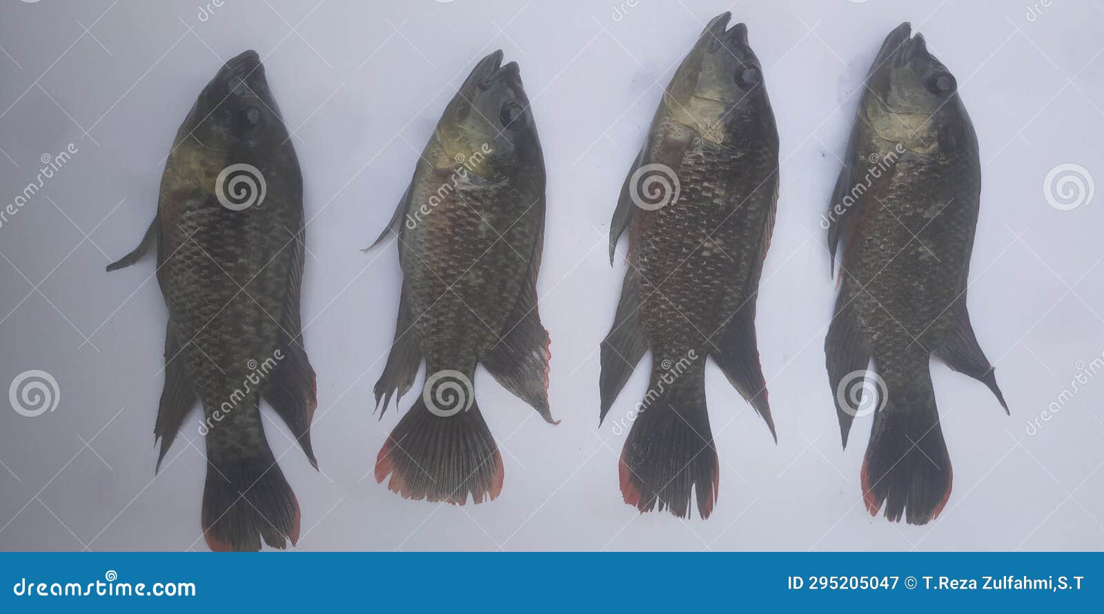 Mujair Fish Stock Photos - Free & Royalty-Free Stock Photos from Dreamstime