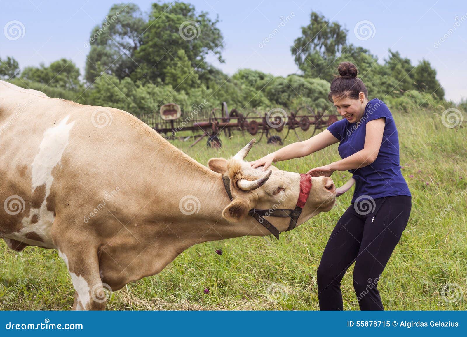 Mujer y una vaca imagen de archivo. Imagen de manada - 55878715