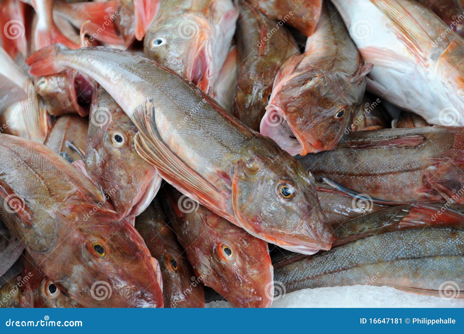 Mul stock afbeelding. Image of zeevruchten, handelaar - 16647181