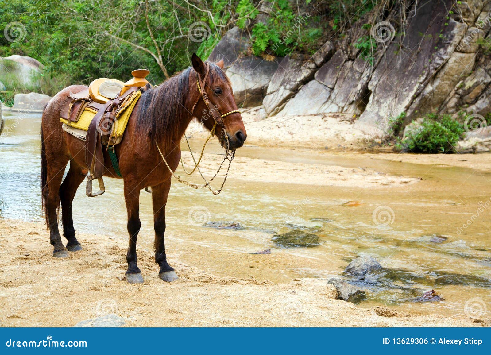 Mula foto de archivo. Imagen de cubo, agua, esperar, cala - 13629306