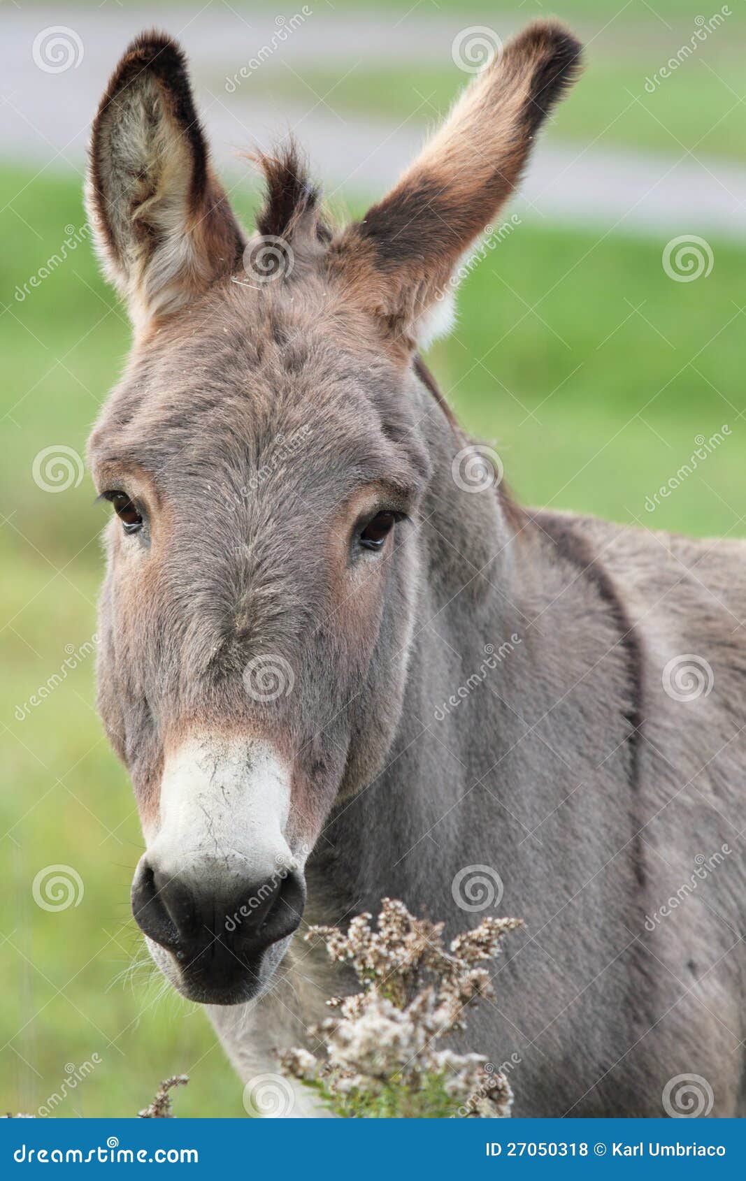 Mula foto de archivo. Imagen de hierba, pista, quebec - 27050318