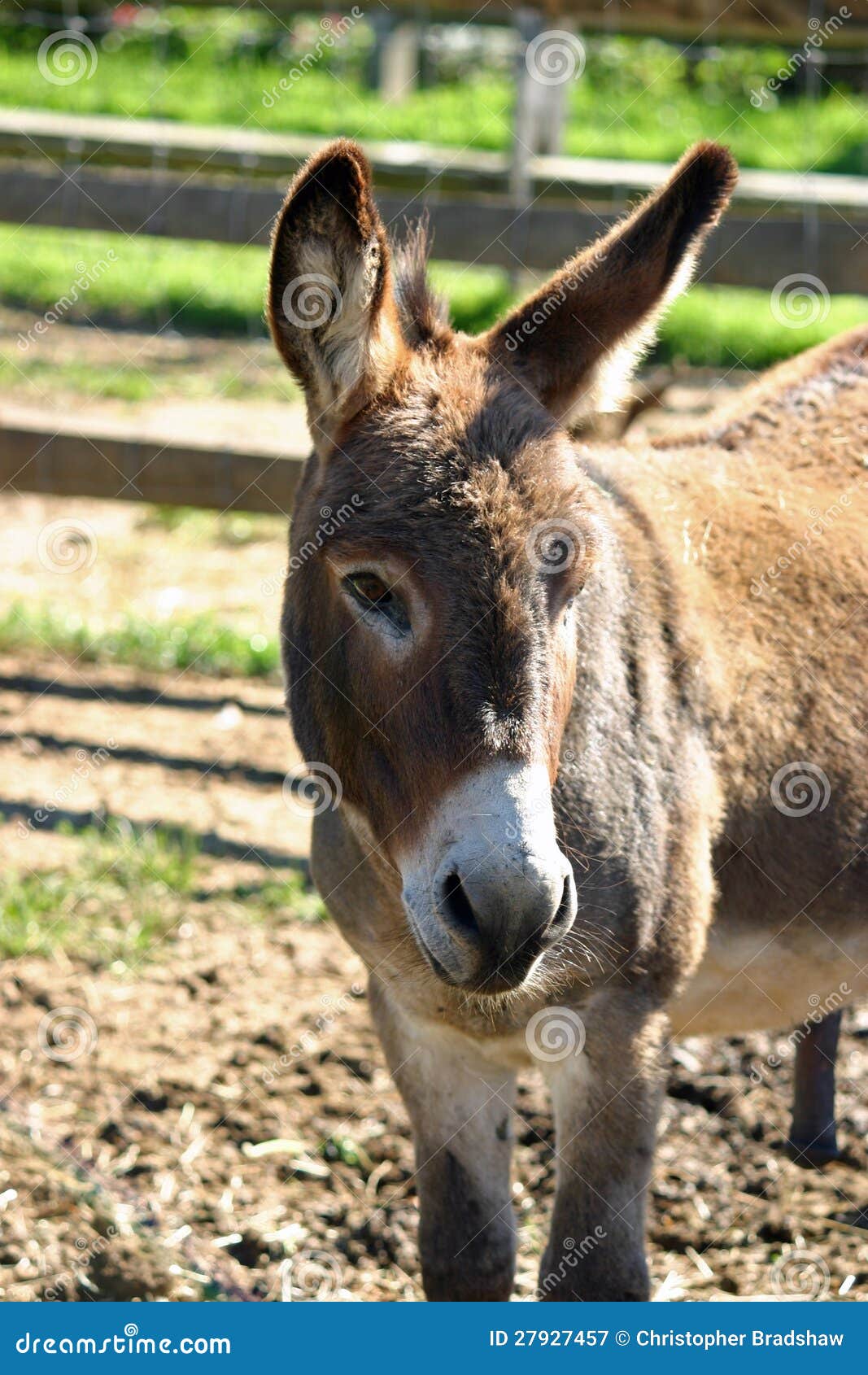 Mula imagem de stock. Imagem de cruzamento, rural, cavalo - 27927457