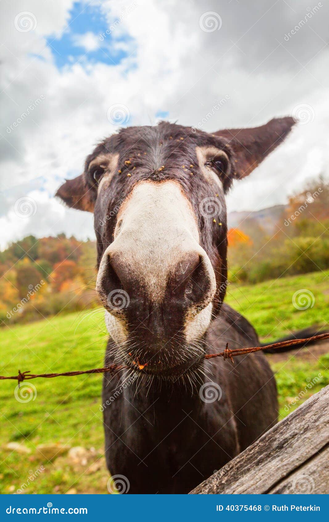 Mula foto de stock. Imagem de animal, asno, cara, doméstico - 40375468