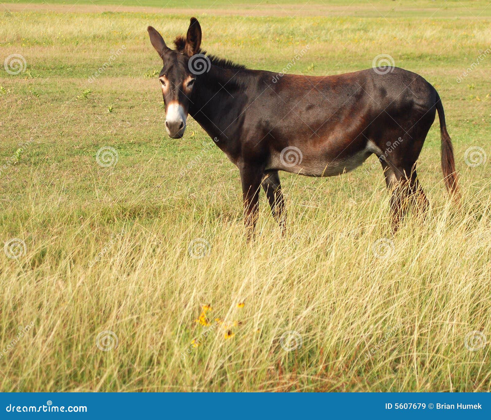 Mula imagen de archivo. Imagen de jenny, mula, burro, animal - 5607679