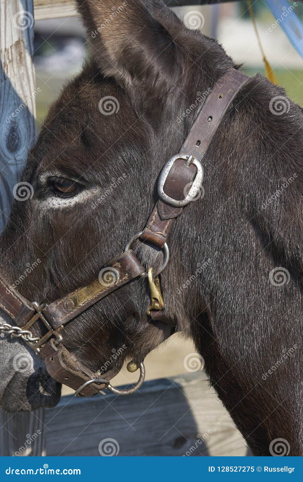 Mula Atada a Los Posts Que Enganchan Imagen de archivo - Imagen de ...