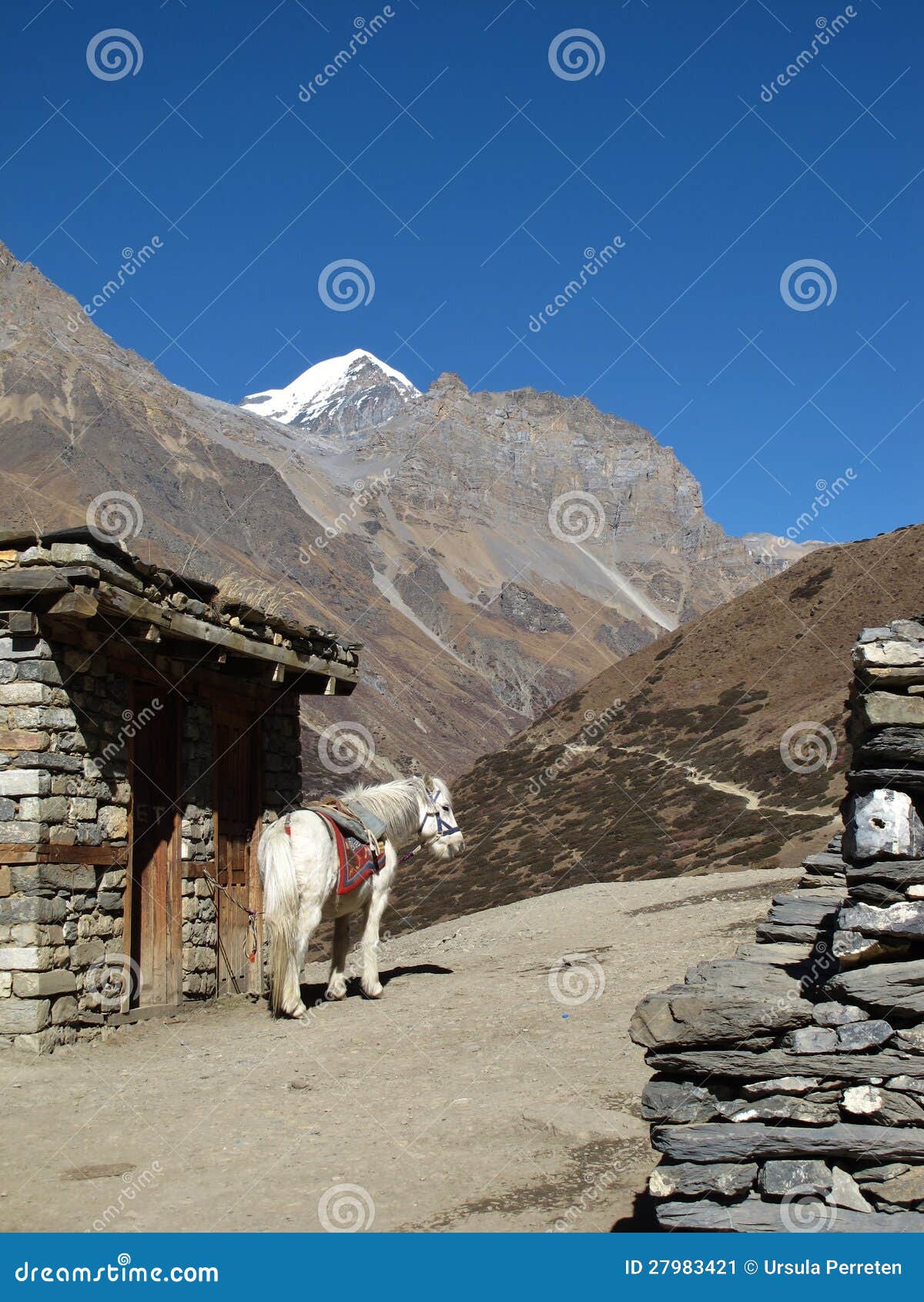 Mula blanca en Nepal imagen de archivo. Imagen de asia - 27983421