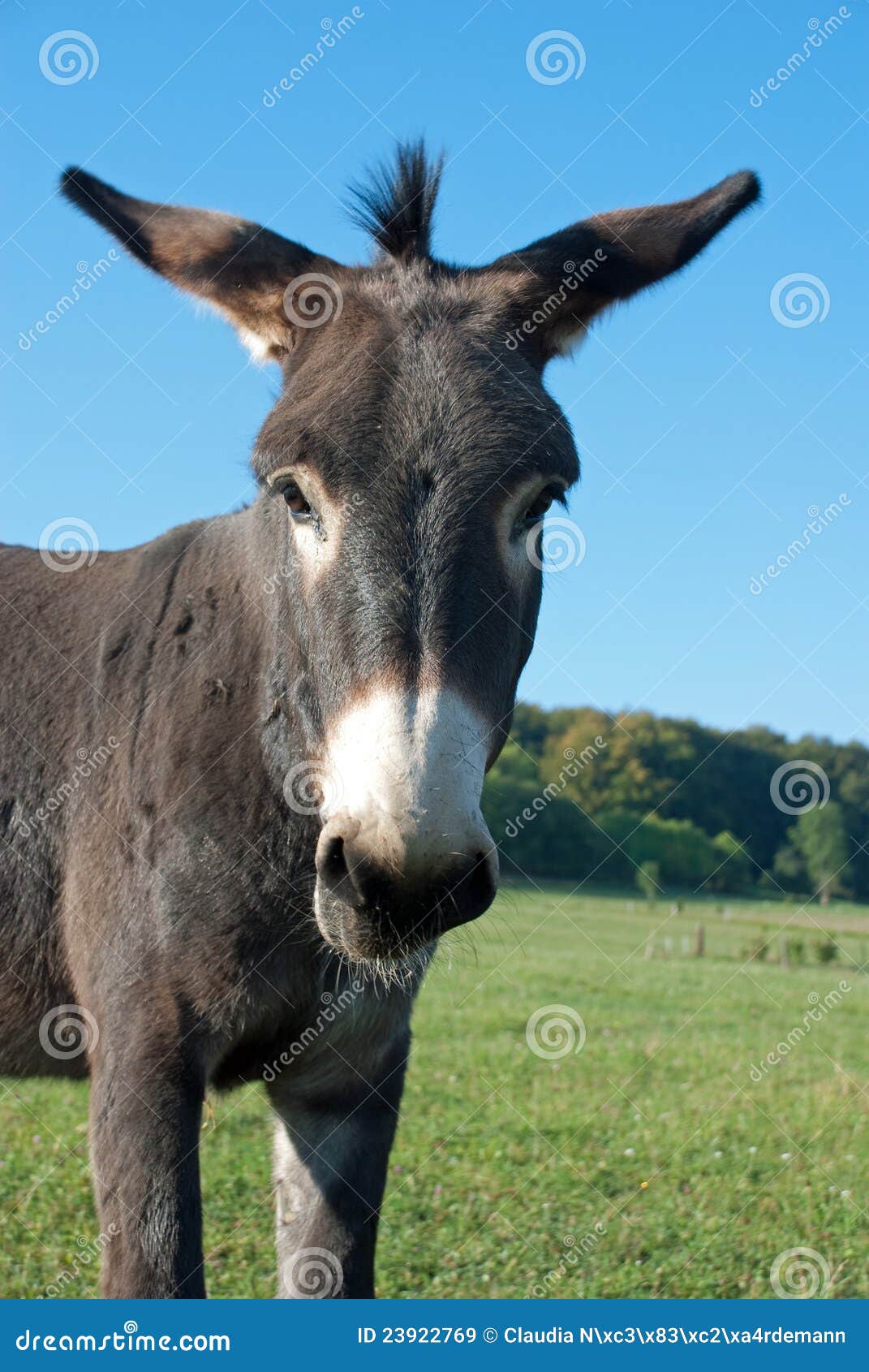 Mula bonito imagem de stock. Imagem de asno, mula, prado - 23922769