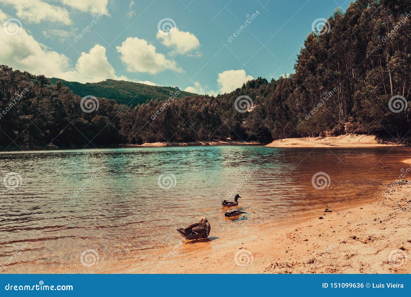 Mula Dam, it is a Dam in the Middle of the Forest Stock Photo - Image ...