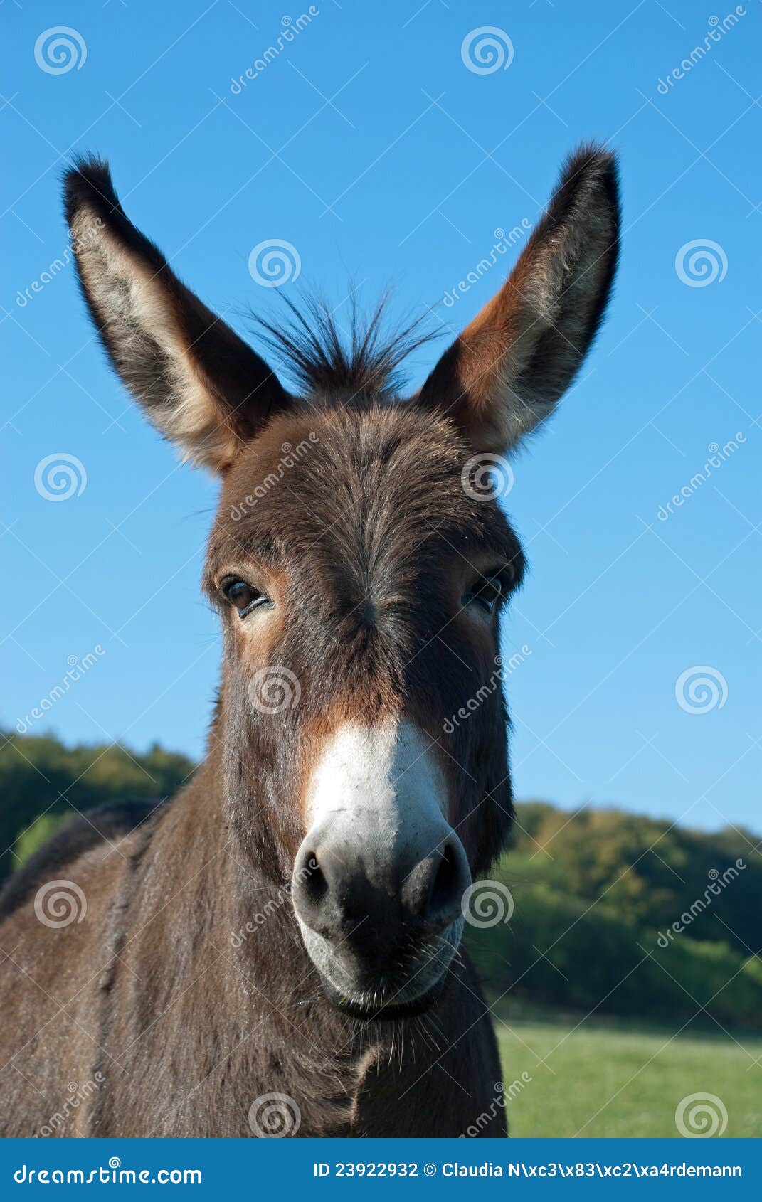 Mula divertida foto de archivo. Imagen de prado, divertido - 23922932