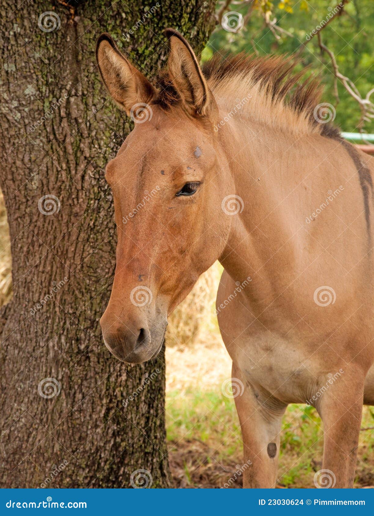 Mula hermosa del dun foto de archivo. Imagen de pelo - 23030624