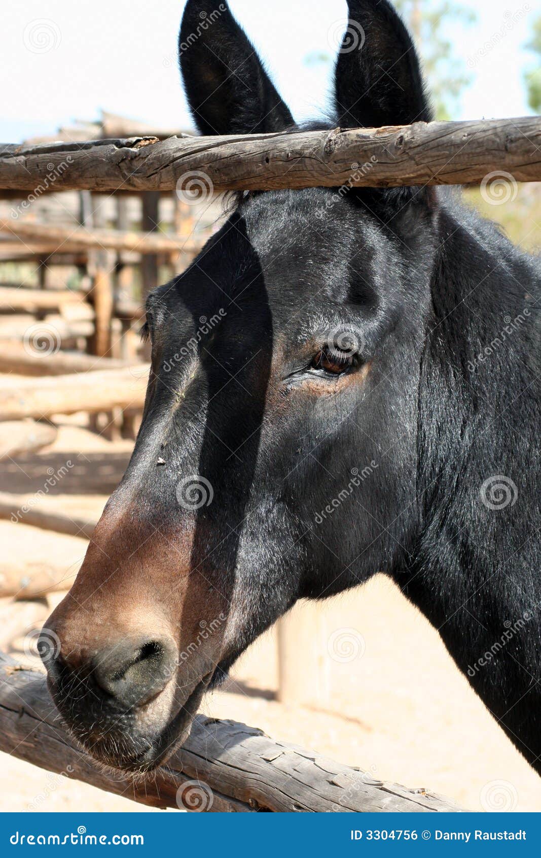 Mula Joven En Corral Del Rancho Foto de archivo - Imagen de polvoriento ...