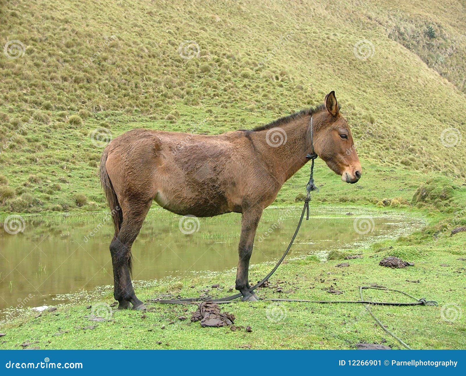 Mula Que Espera Para Trabajar Imagen de archivo - Imagen de caballo ...