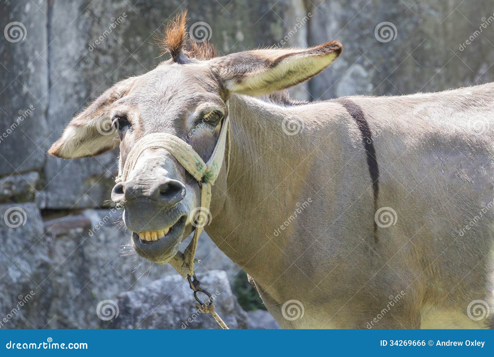 Mula sonriente foto de archivo. Imagen de burro, riéndose - 34269666