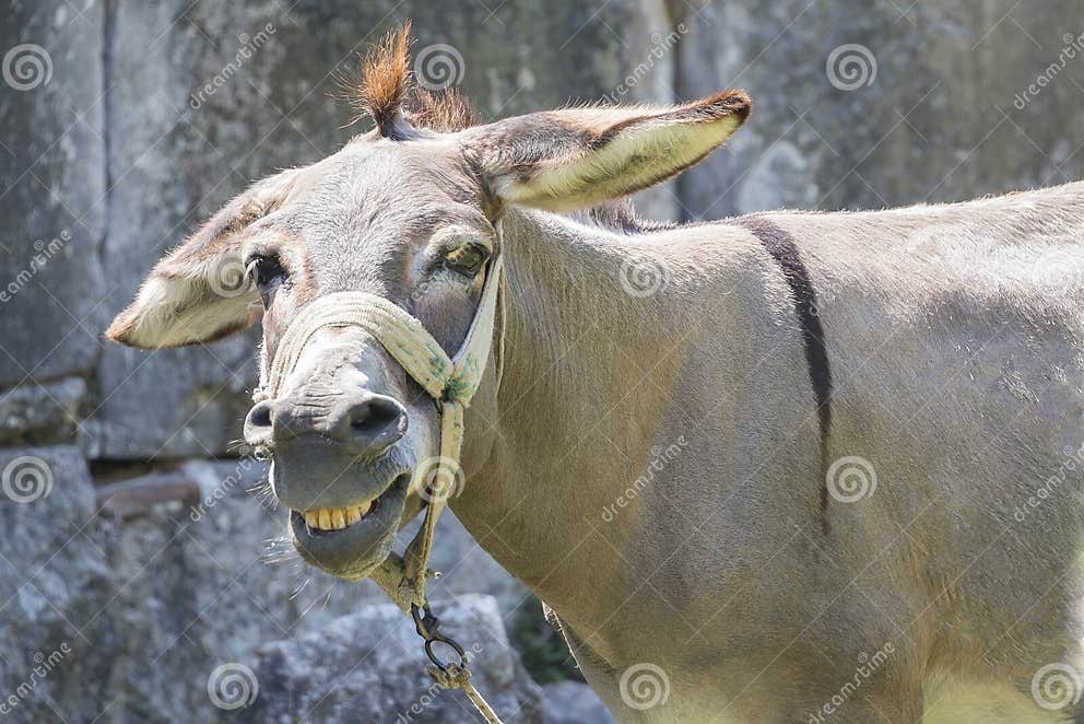 Mula sonriente foto de archivo. Imagen de burro, riéndose - 34269666