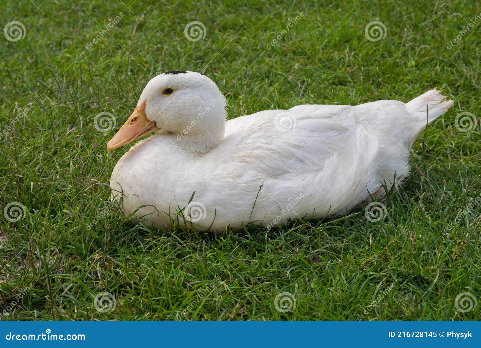 Mulard Duck Sitting in the Green Grass Stock Image - Image of ...