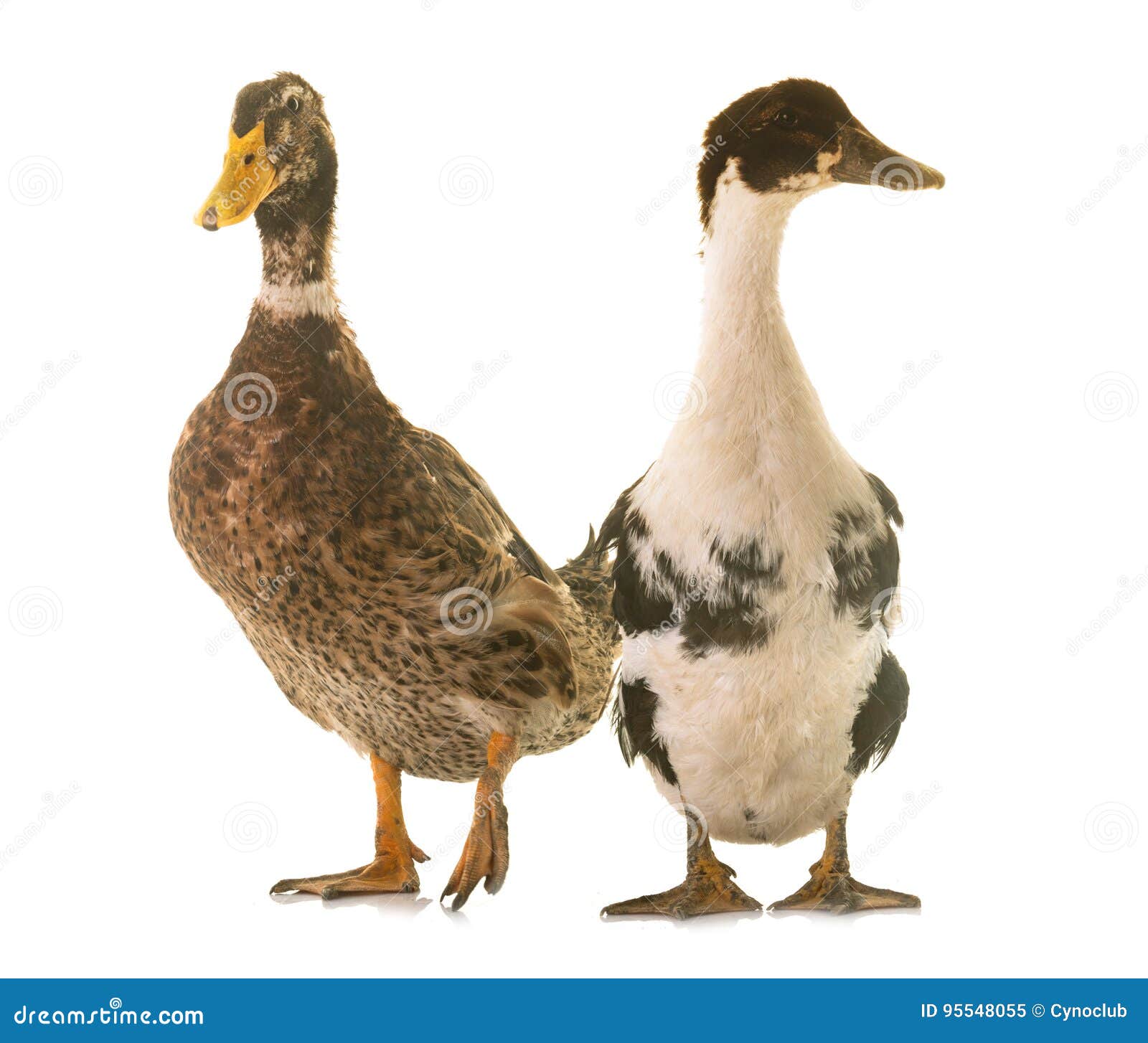 Mulard Ed Anatra Di Rouen in Studio Immagine Stock - Immagine di studio ...