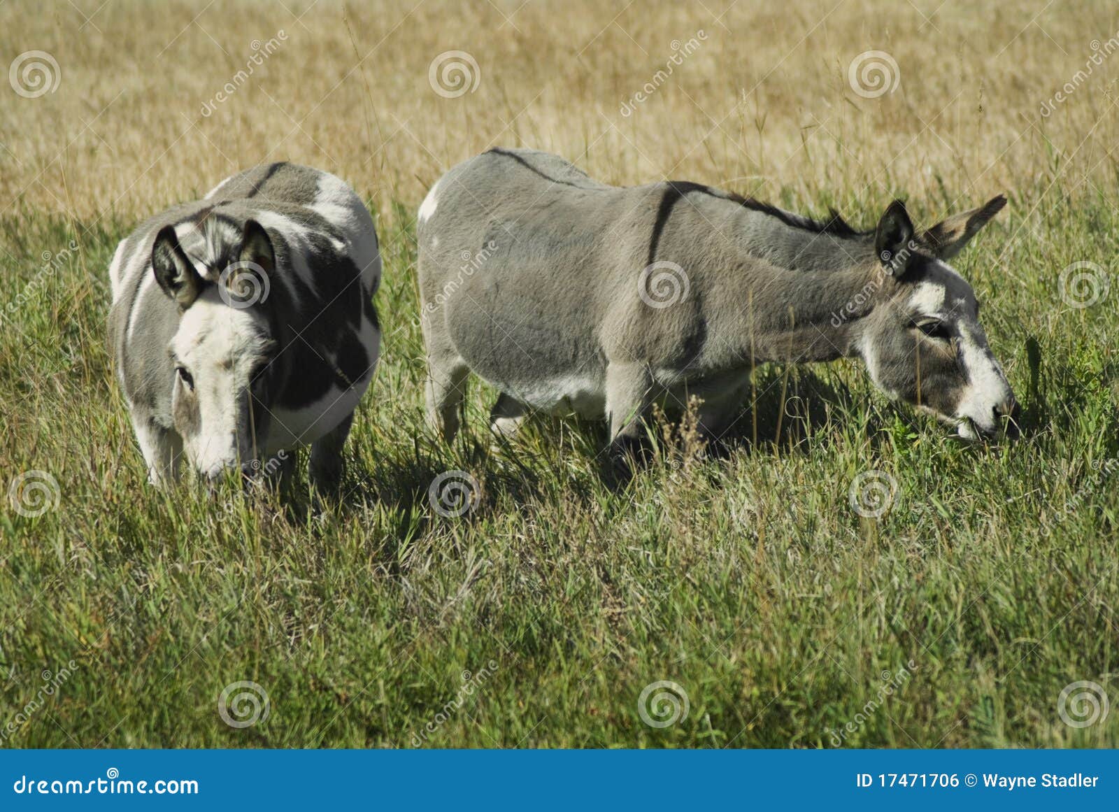 Mulas foto de stock. Imagem de agricultura, comer, cinzento - 17471706