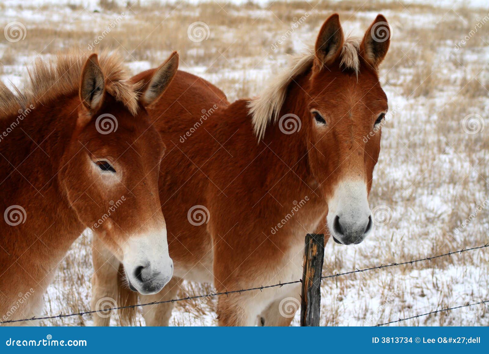 Mulas 3 de Roseberry foto de stock. Imagem de animal, inverno - 3813734