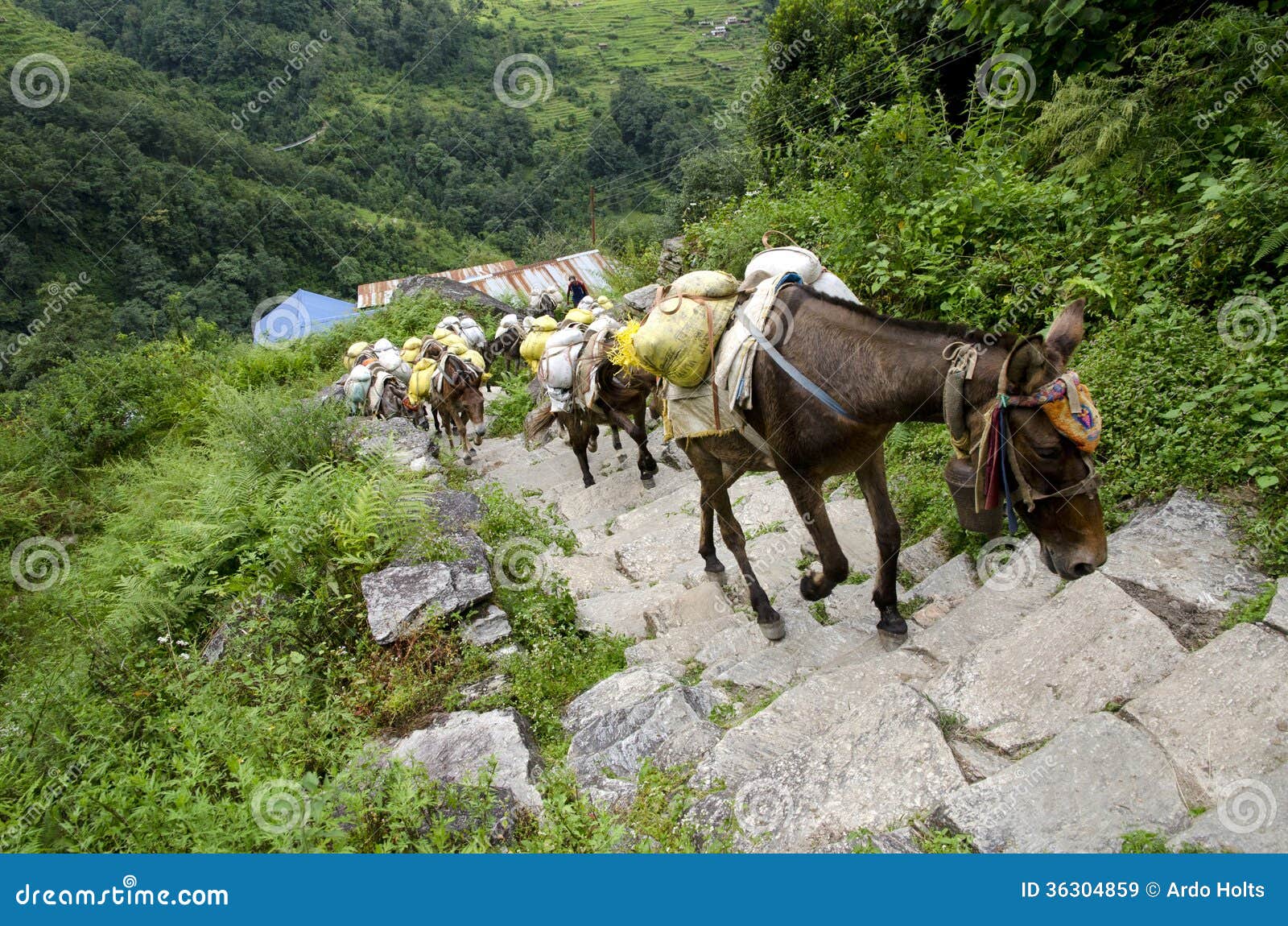 Mulas imagen de archivo. Imagen de himalaya, rural, nepal - 36304859