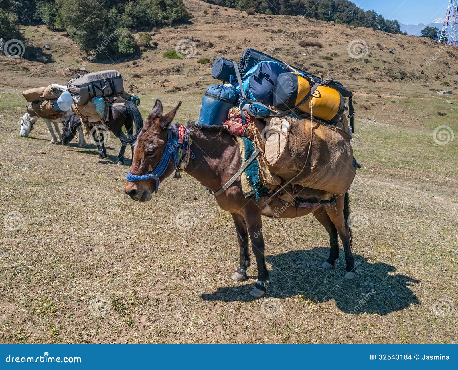 Mulas cargadas foto de archivo. Imagen de cargado, mañana - 32543184