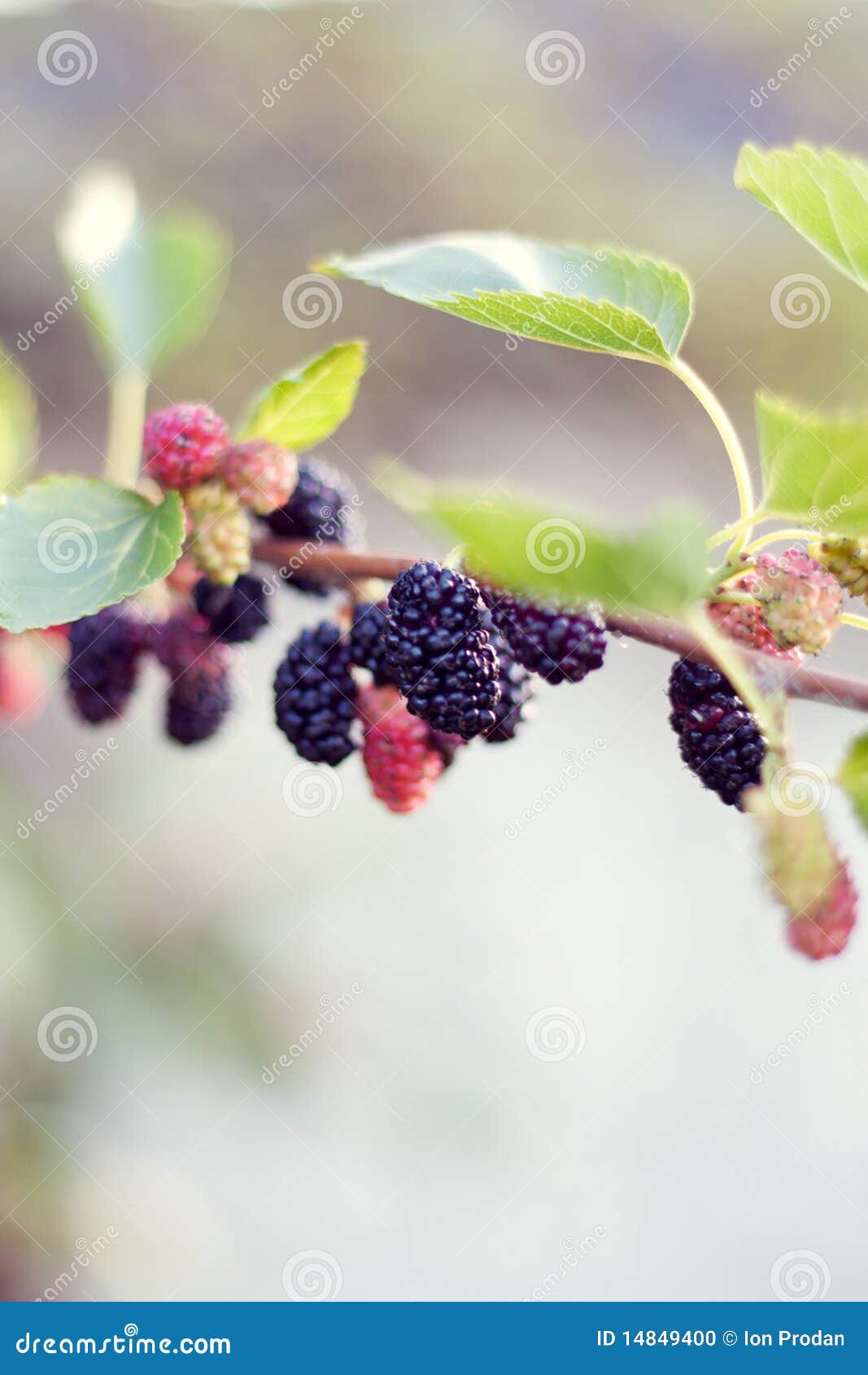 Mulberries stock photo. Image of food, ripen, mulberries - 14849400