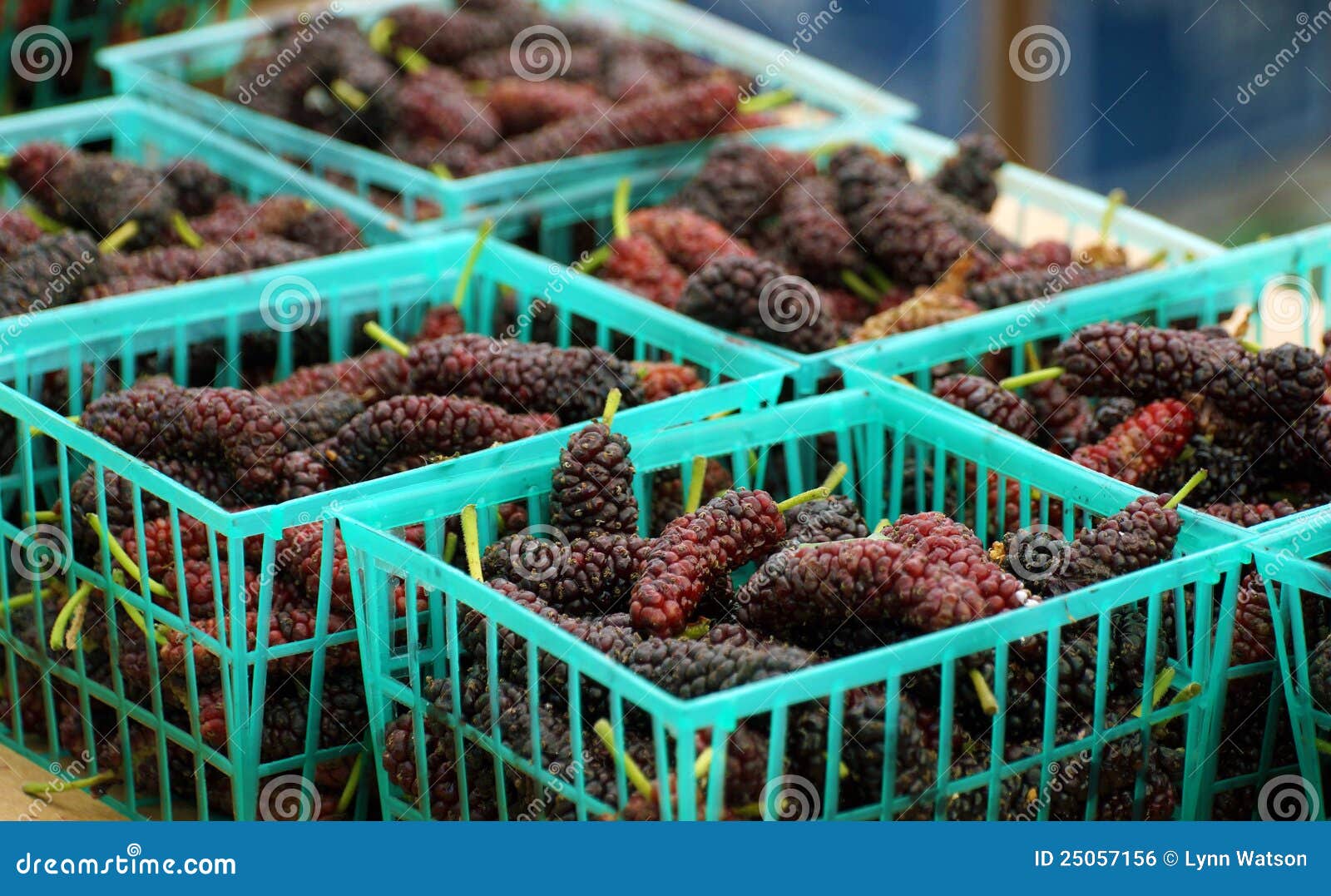 Mulberries stock photo. Image of fruit, food, health - 25057156