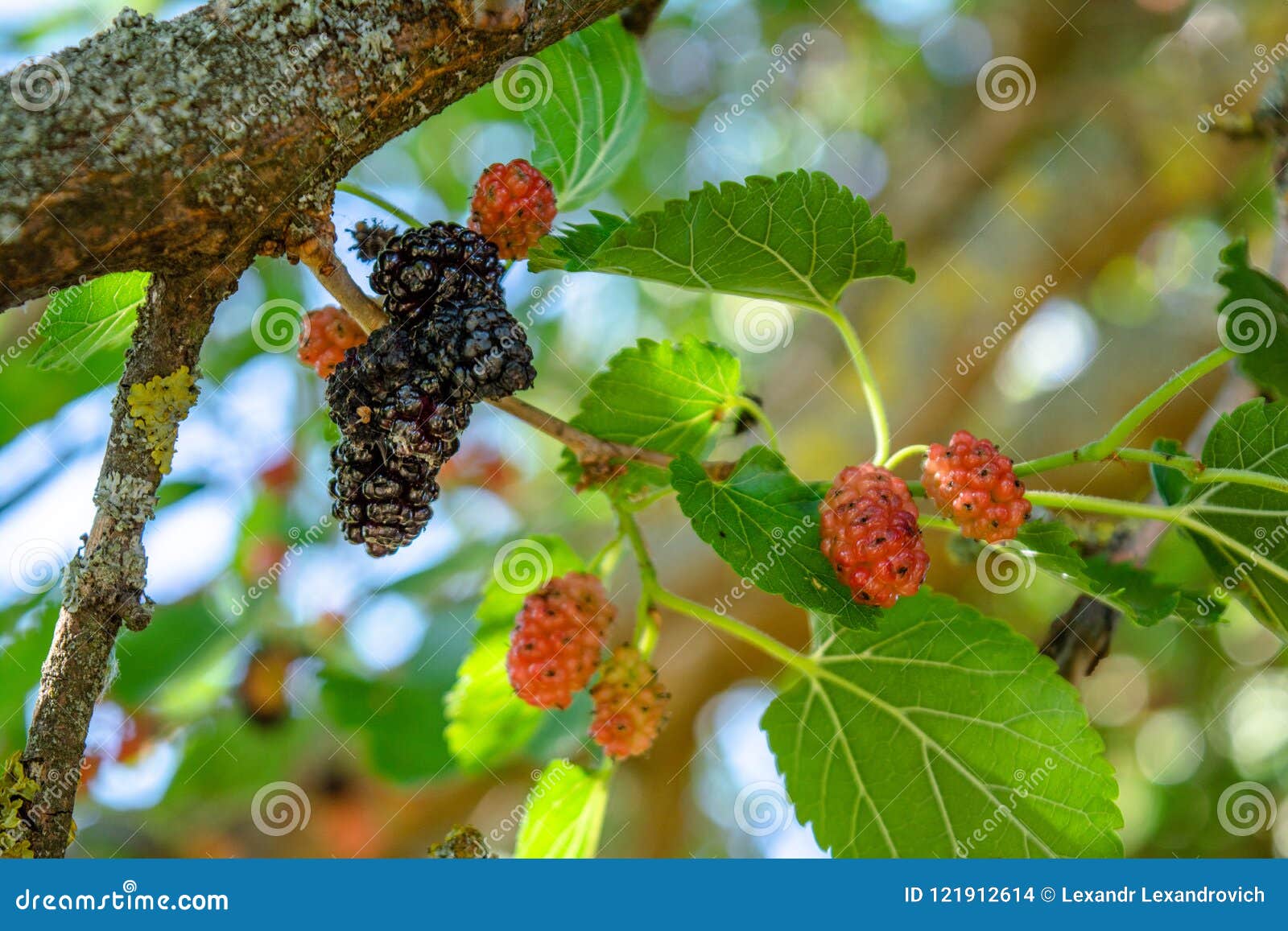 Mulberries Growing on the Branch of a Tr Stock Photo - Image of nature ...