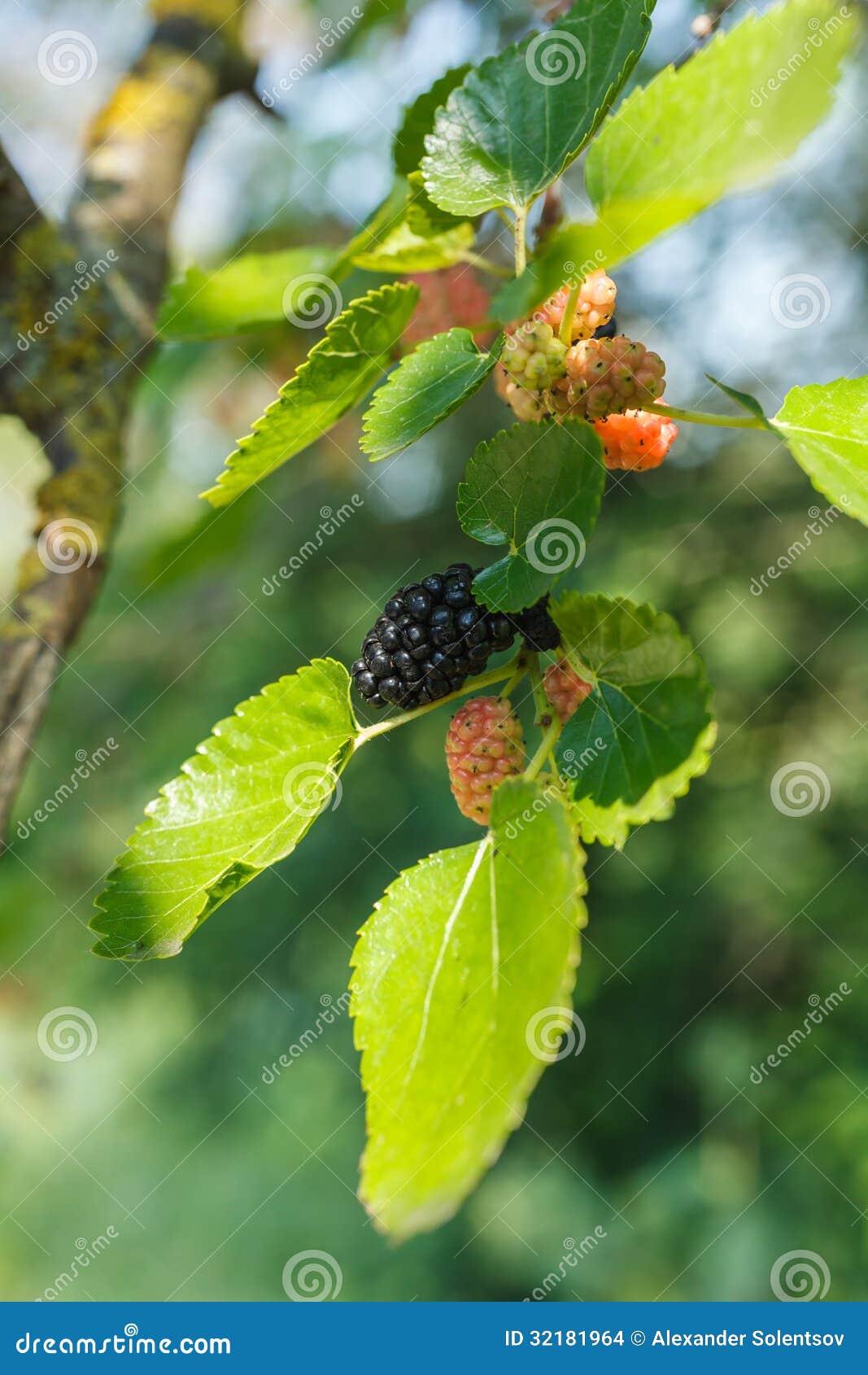 Mulberries stock photo. Image of twig, bush, branch, sunlight - 32181964