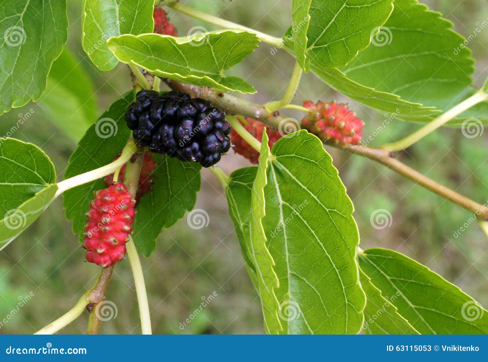 Mulberries in the nature stock image. Image of blue, climate - 63115053