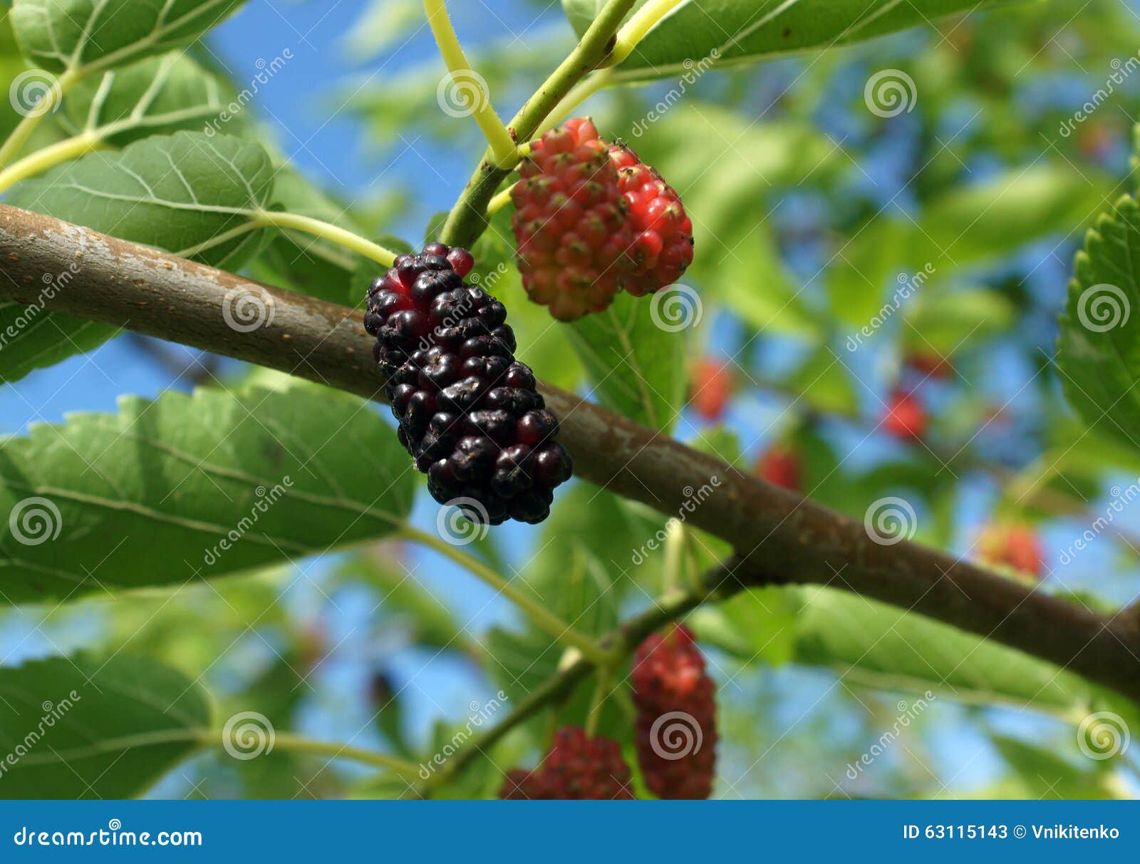 Mulberries in the nature stock image. Image of green - 63115143