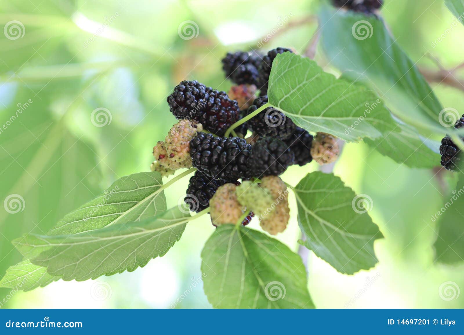 Mulberries on the tree stock image. Image of sweet, food - 14697201